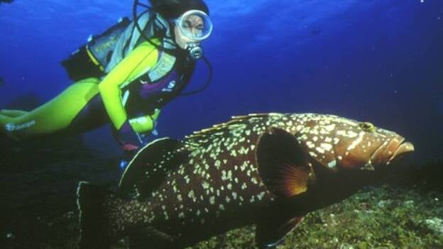 El mero Pancho cautiva a los herreños | Canarias7
