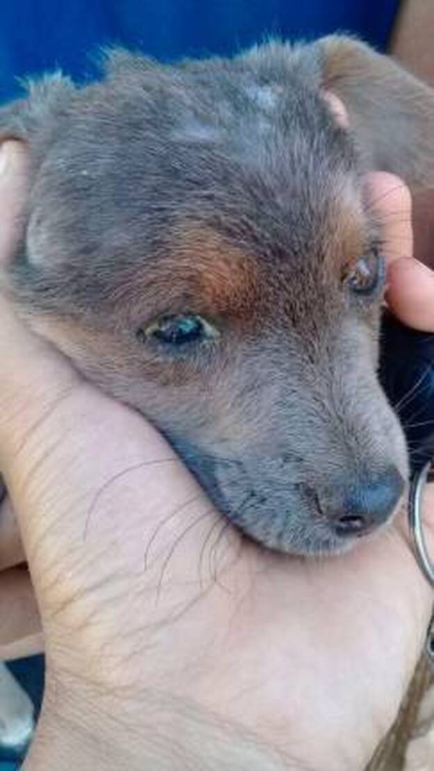 Rescatan a un cachorro tirado en un contenedor | Canarias7