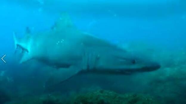 Espectacular avistamiento de tiburones en El Hierro | Canarias7