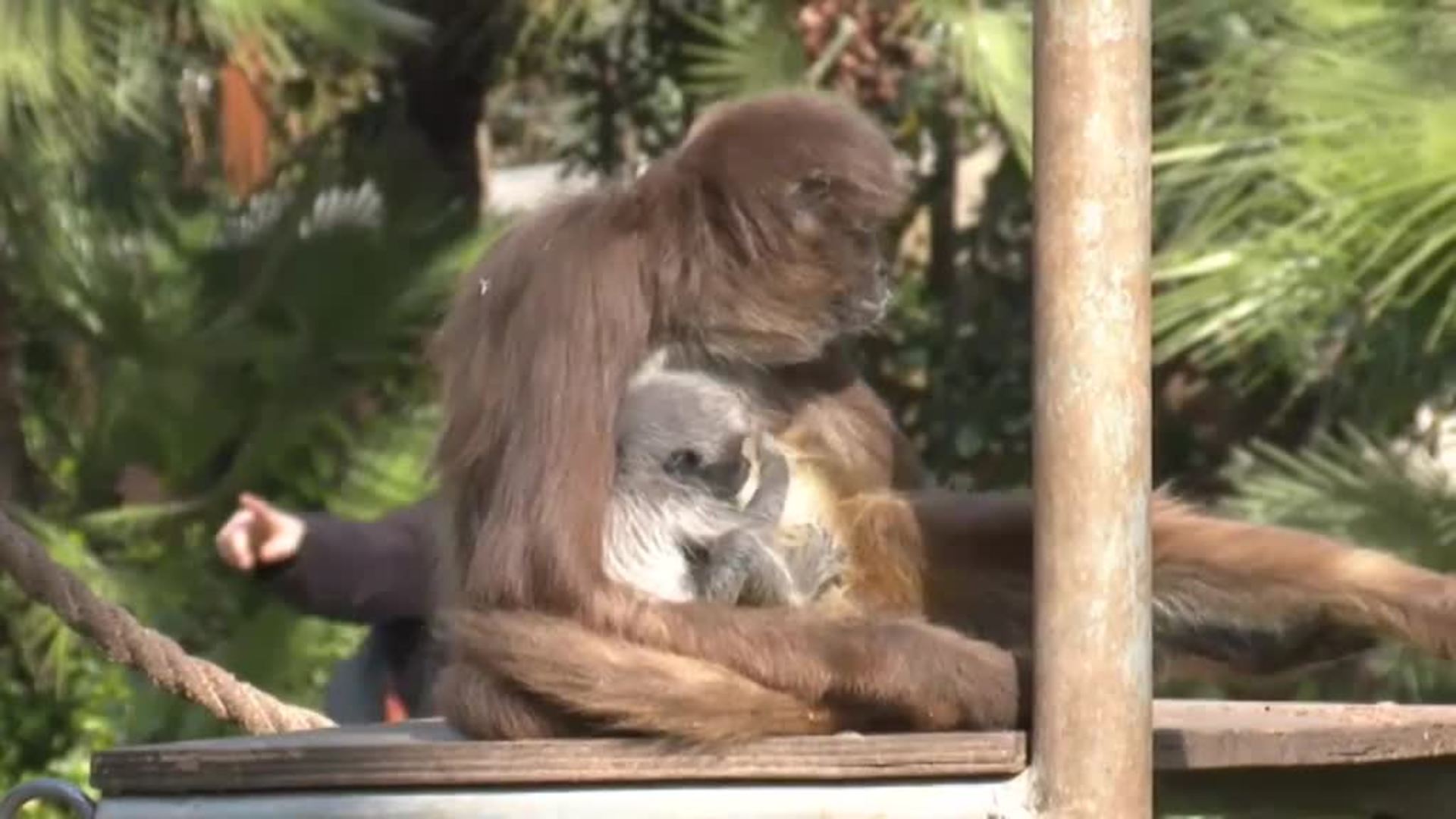 El zoo de Barcelona presenta a una cría de mono araña nacida en enero ...