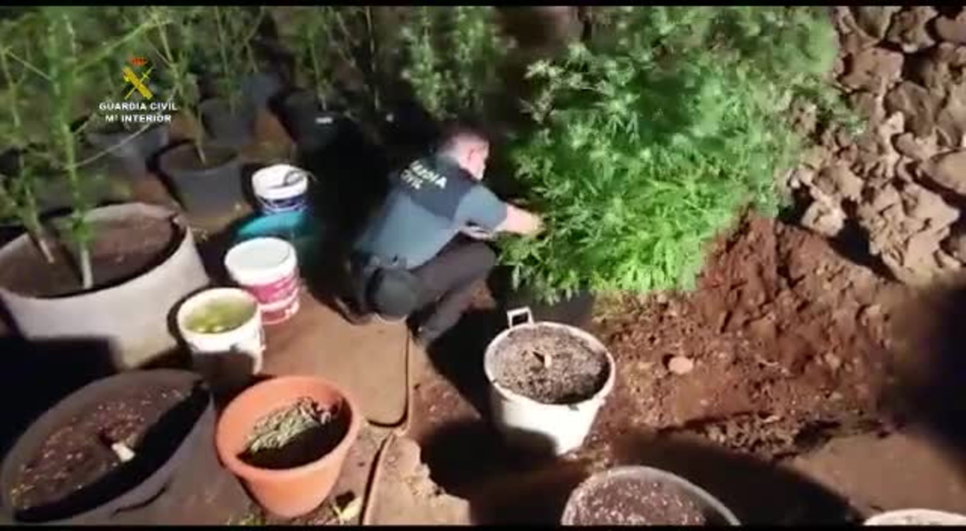 Desmantelan dos plantaciones de marihuana en San Mateo y Arucas | Canarias7
