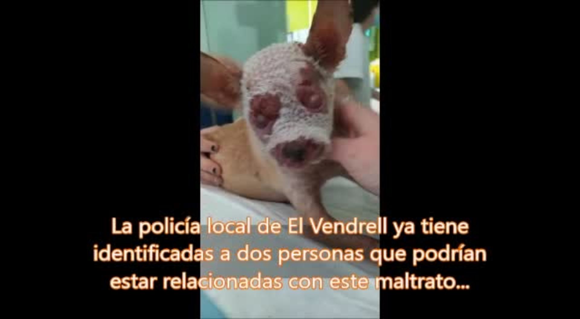 Warrior, el perro pateado y quemado con ácido | Canarias7